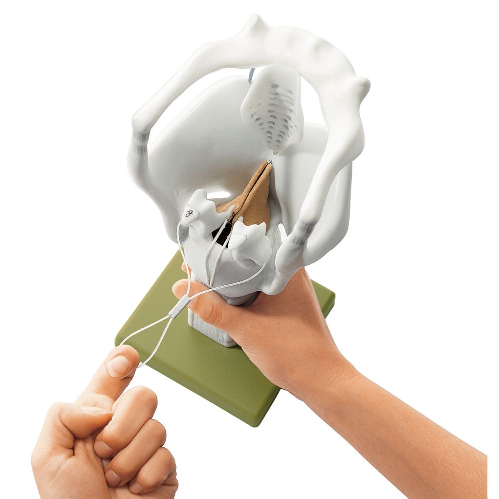 Somso Human Larynx Model | Carolina Biological Supply