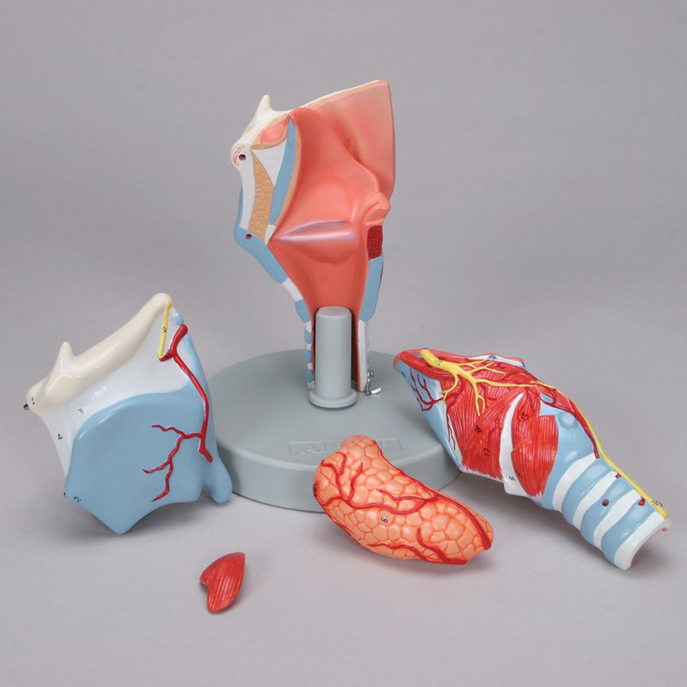 Altay Human Larynx Model | Carolina Biological Supply
