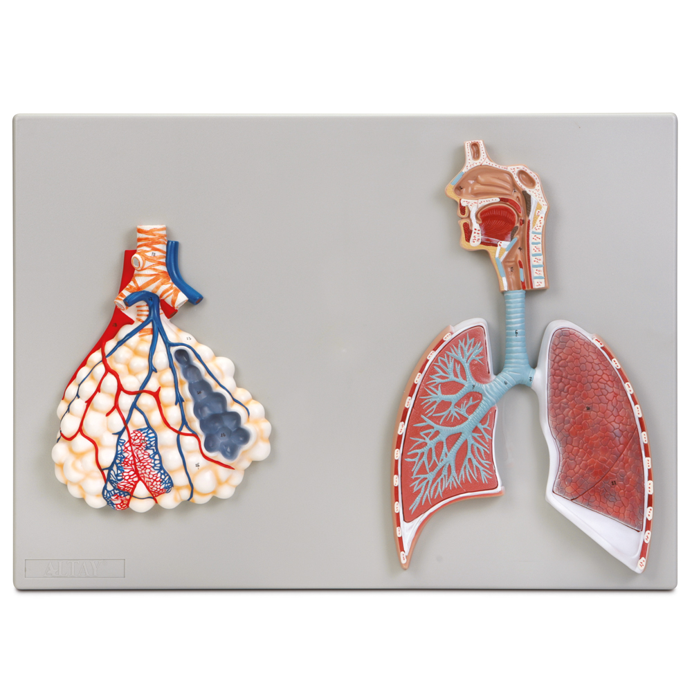 Altay Human Respiratory System Model, 2-parts | Carolina Biological Supply