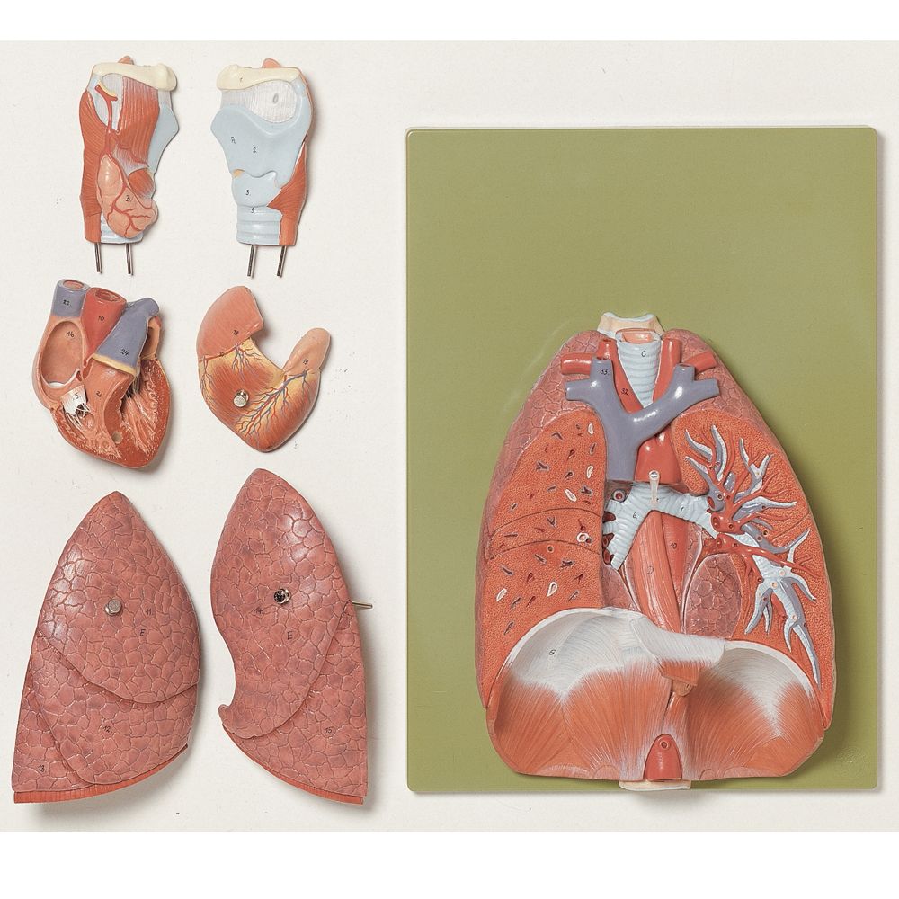 Somso® Human Thoracic Organs Model | Carolina Biological Supply