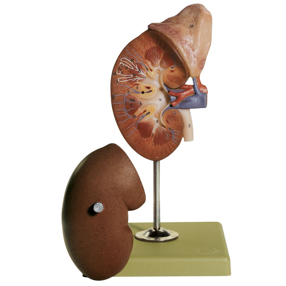 Somso Human Kidney and Adrenal Gland Model | Carolina Biological Supply