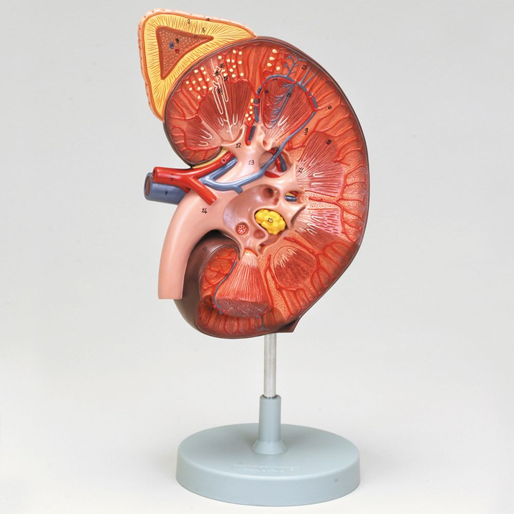 Altay Deluxe Kidney and Adrenal Gland Model | Carolina.com