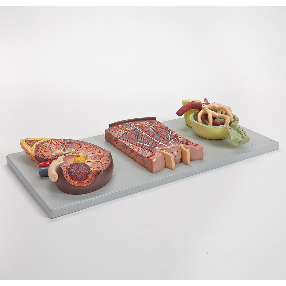 Altay Human Kidney, Nephron and Renal Corpuscle Model | Carolina ...