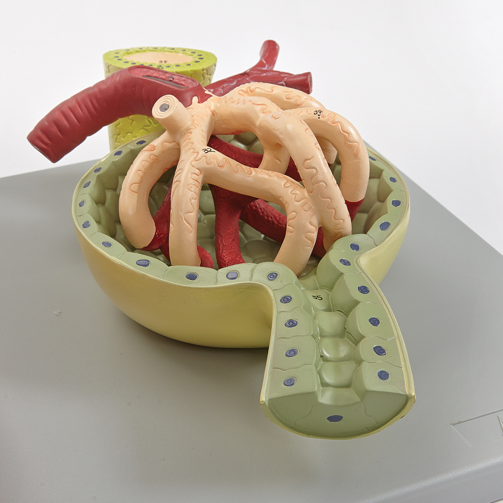 Renal Corpuscle Model