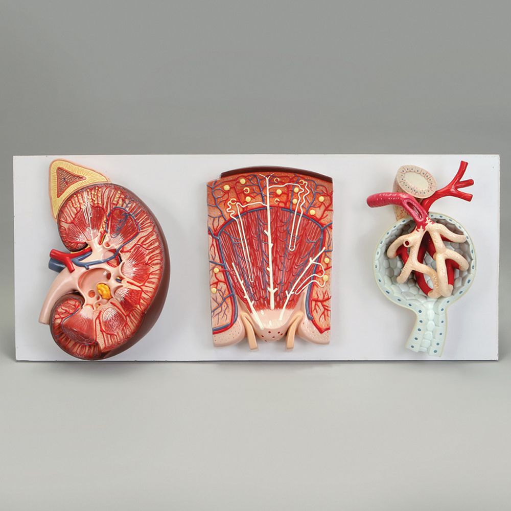 Altay Human Kidney, Nephron and Renal Corpuscle Model | Carolina.com