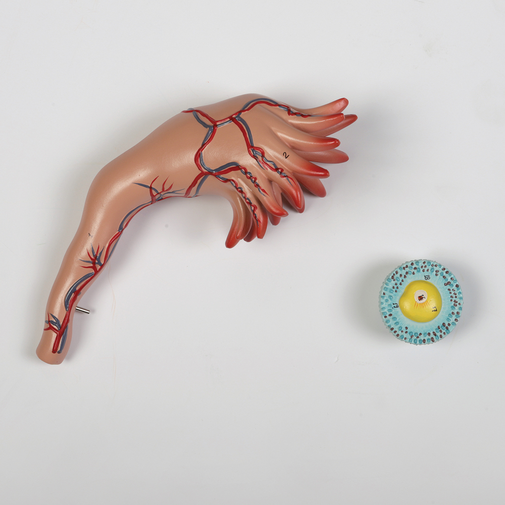 Altay Human Ovary Model | Carolina Biological Supply