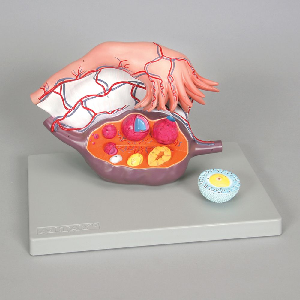 Altay Human Ovary Model | Carolina.com