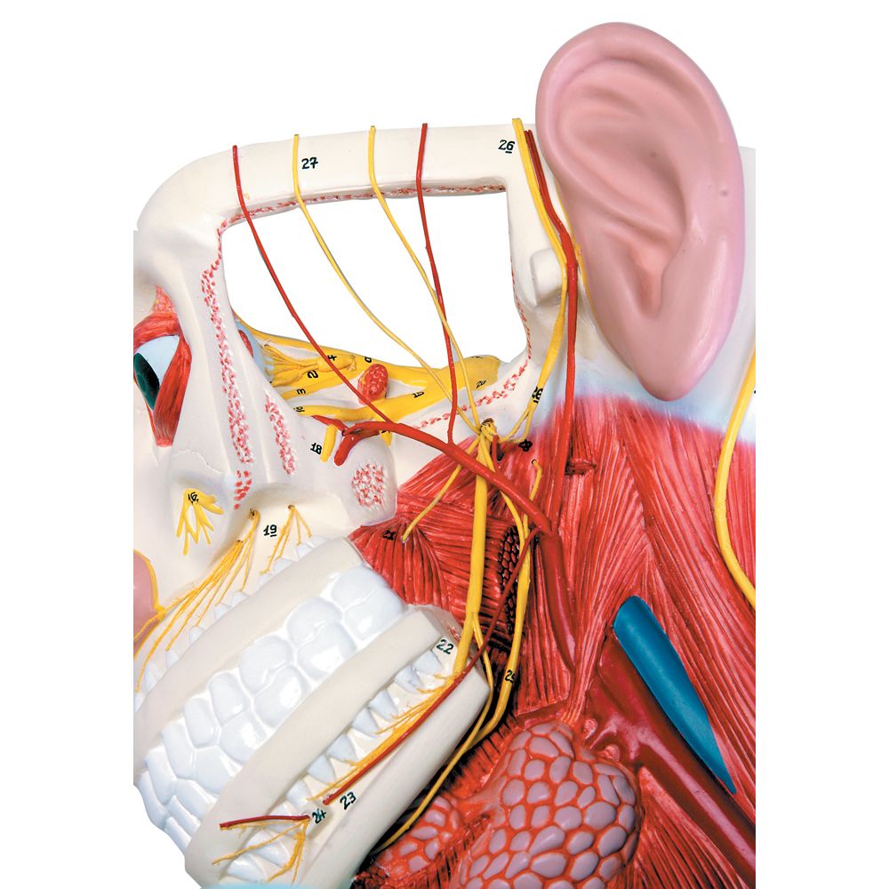 Altay® Nerves of the Human Head Model | Carolina Biological Supply
