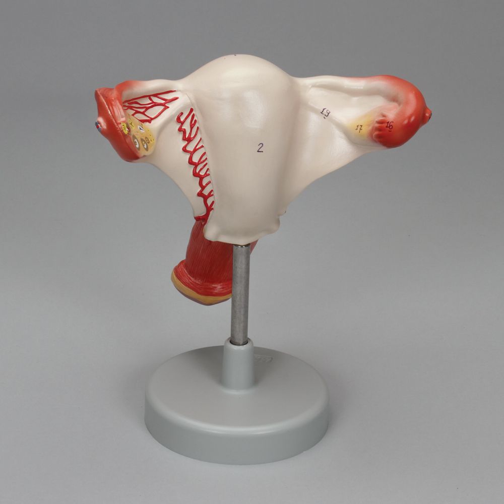 Altay® Human Female Reproductive System Model | Carolina Biological Supply