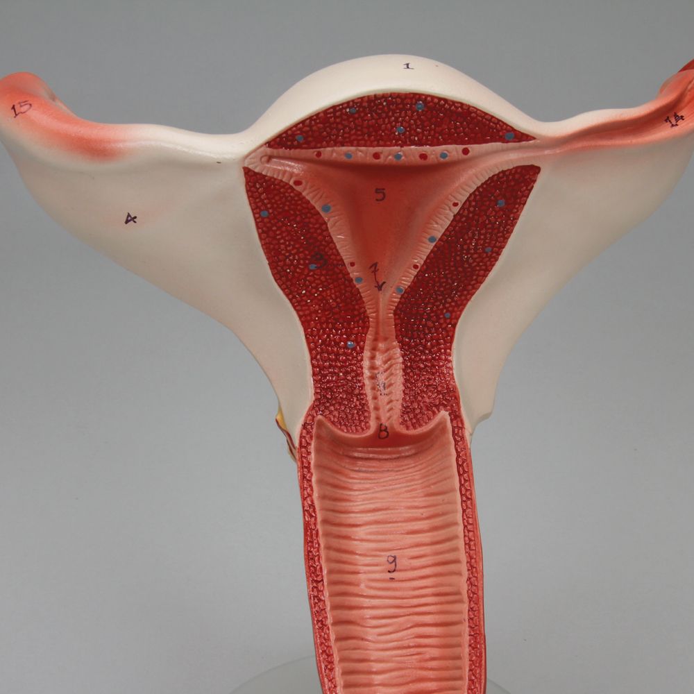 Female Reproductive Organs Model 7569