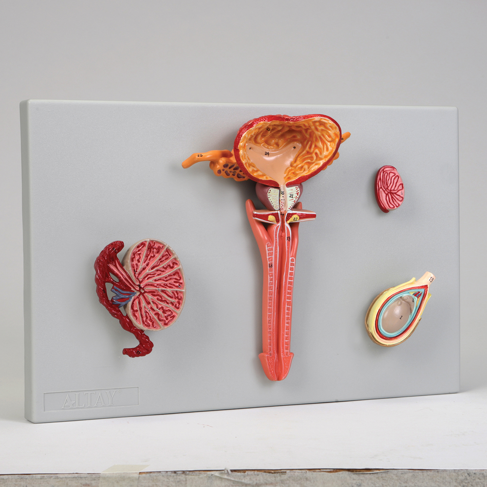 Altay Human Male Reproductive System Model Set | Carolina Biological Supply