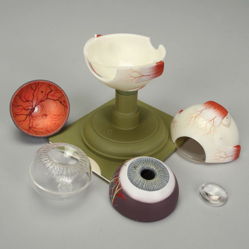 Somso Human Eye Model | Carolina Biological Supply
