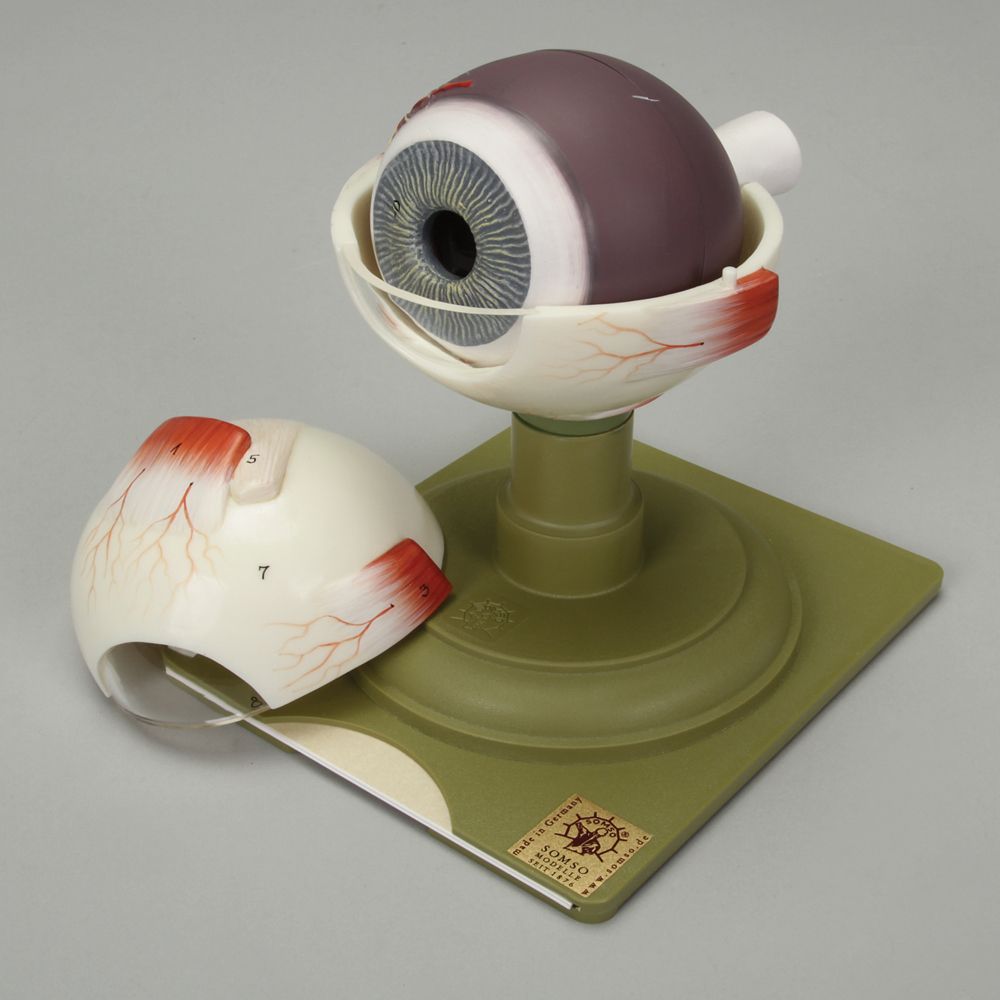 Somso Human Eye Model | Carolina Biological Supply