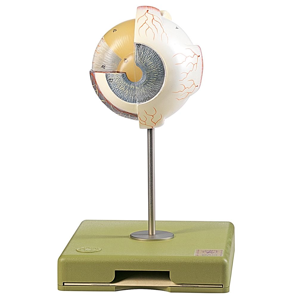 Somso® Human Sectional Eye Model | Carolina Biological Supply