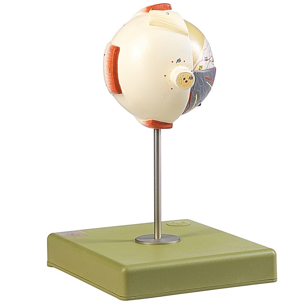 Somso® Human Sectional Eye Model | Carolina Biological Supply