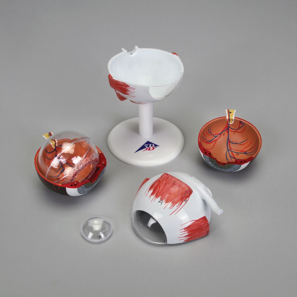 3B® Human Eye Model | Carolina Biological Supply