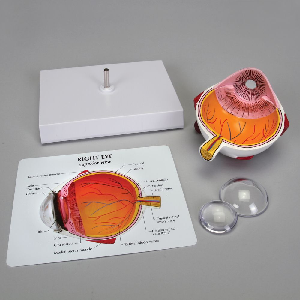 Full Eye Model 2 Part 2751 Gpi Anatomicals Anatomy