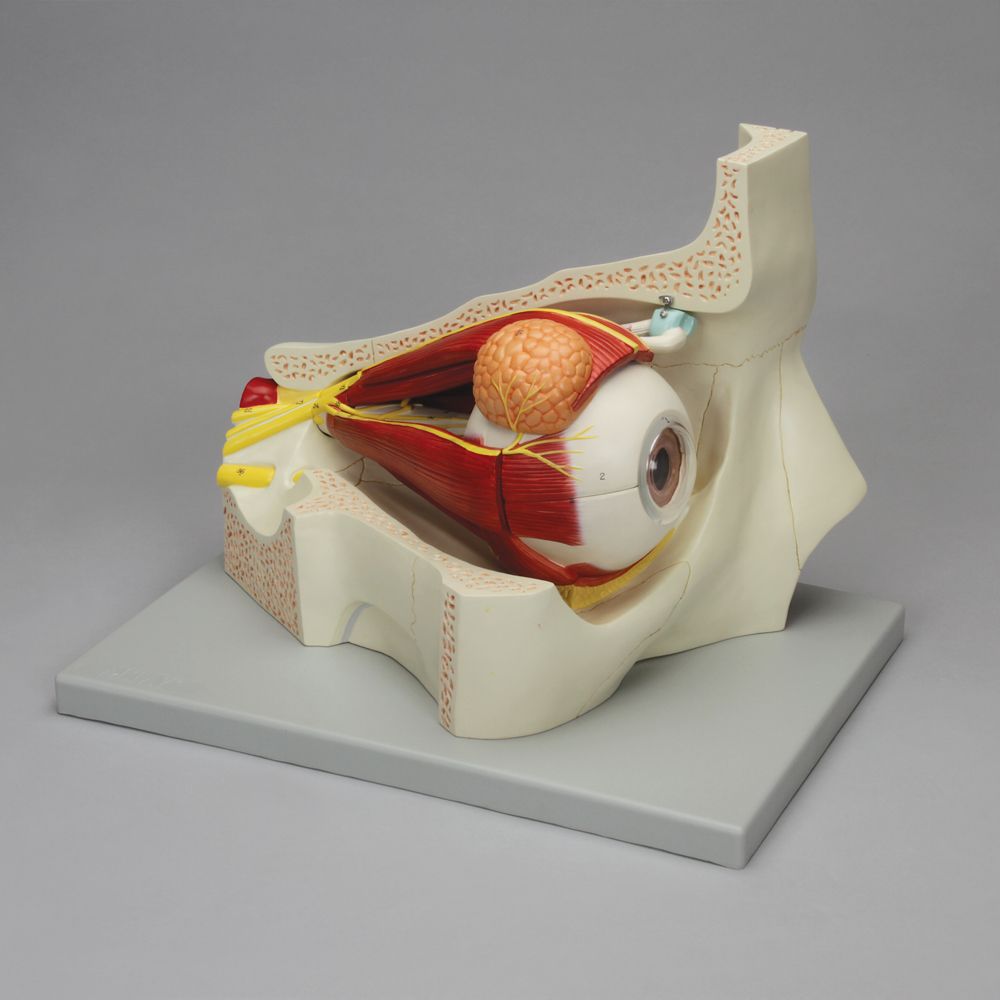Altay Human Eye in Orbit Model | Carolina Biological Supply