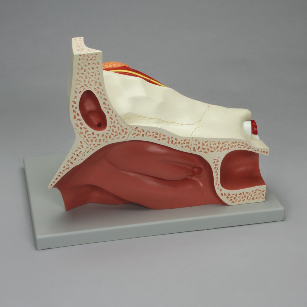 Altay Human Eye in Orbit Model | Carolina Biological Supply