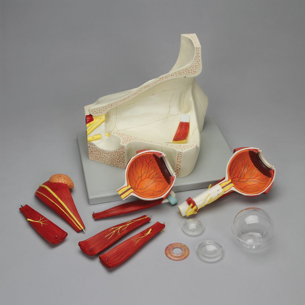 Altay Human Eye in Orbit Model | Carolina Biological Supply