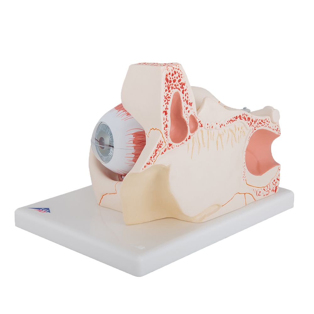 3B® Human Eye in Orbit Model | Carolina Biological Supply