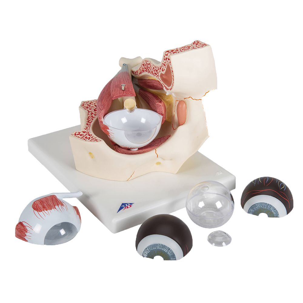 3B® Human Eye in Orbit Model | Carolina Biological Supply