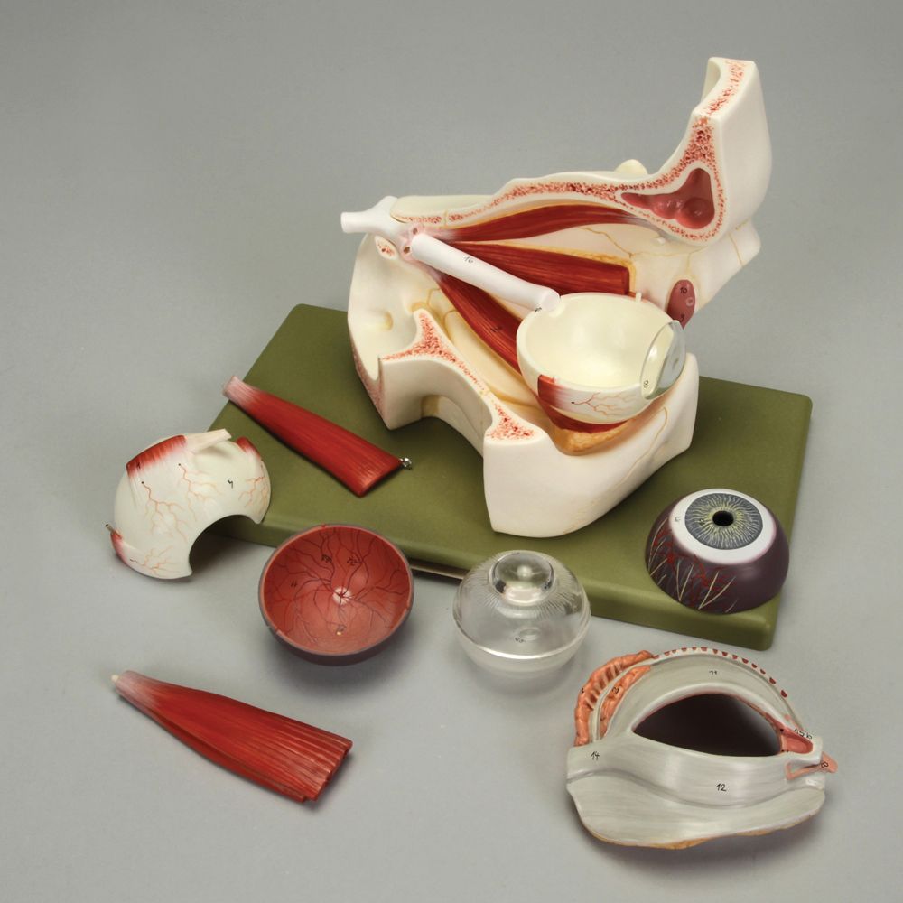 Somso® Human Eye in Orbit Model | Carolina Biological Supply