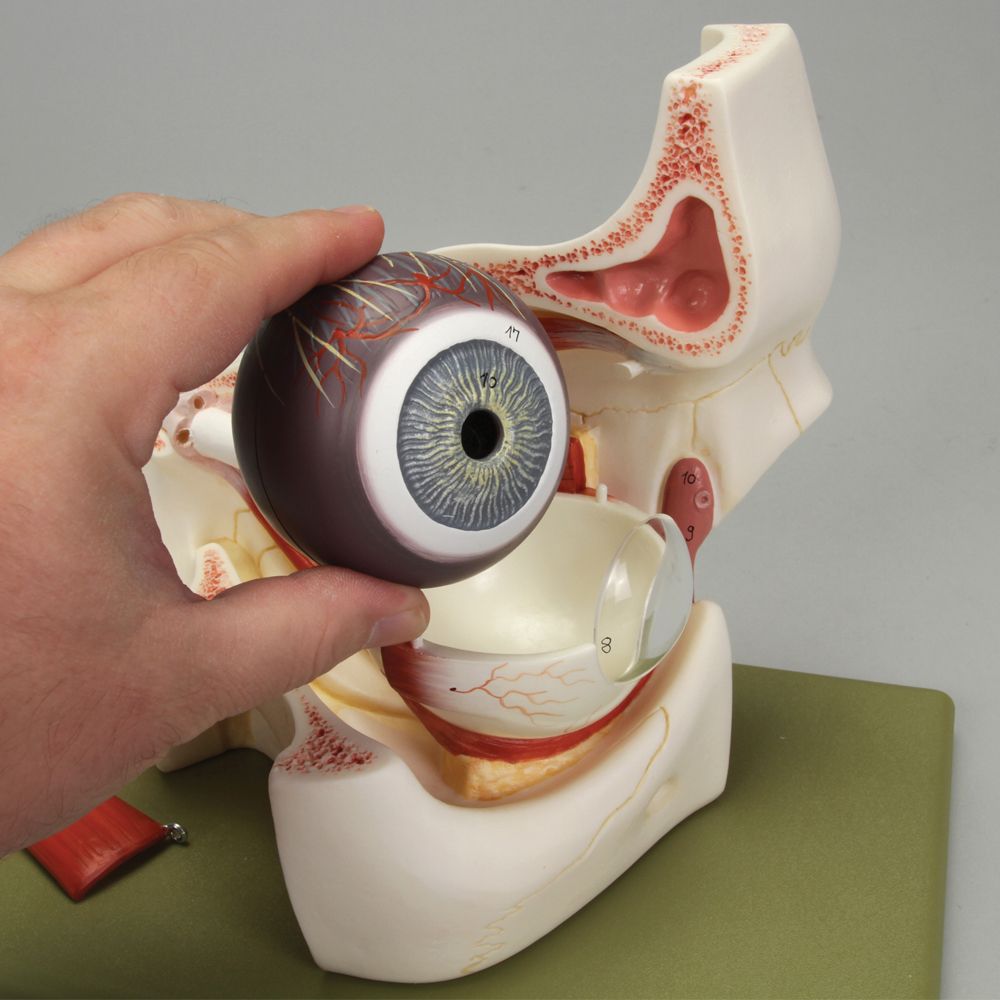 Somso® Human Eye in Orbit Model | Carolina Biological Supply
