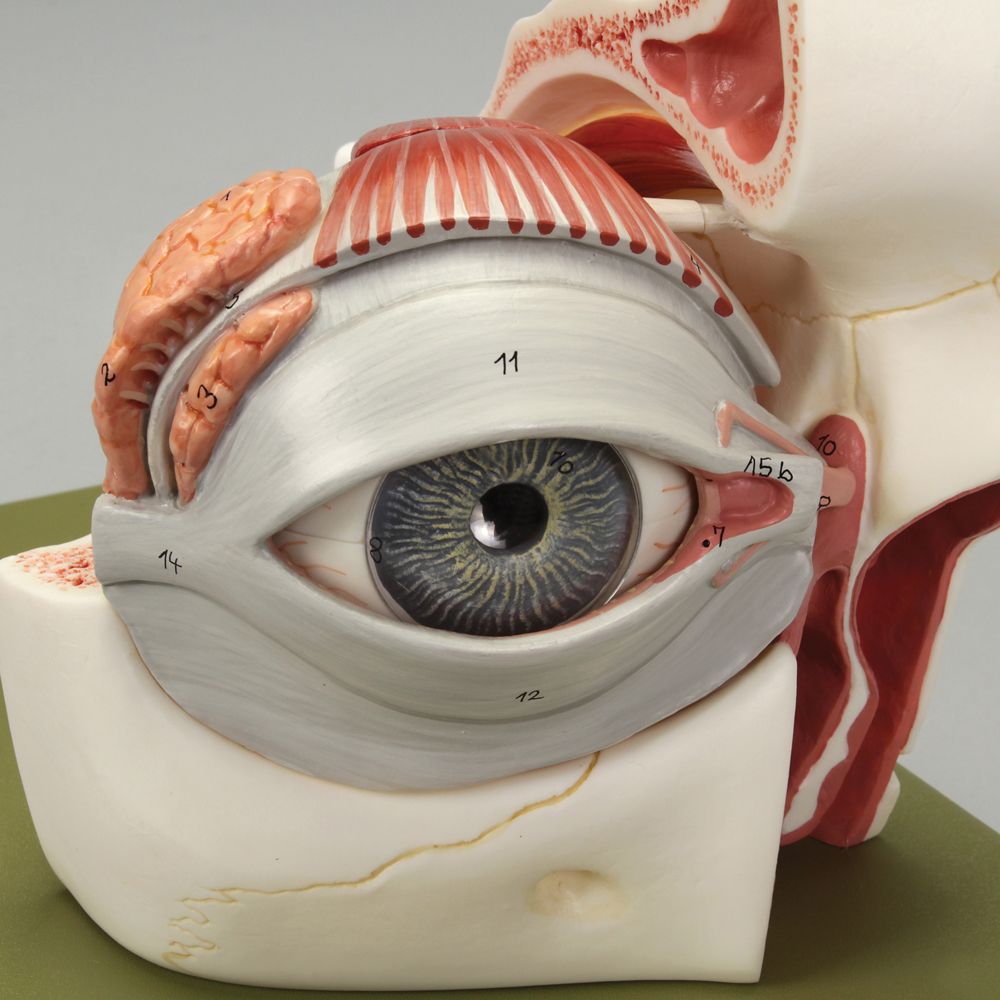 Somso® Human Eye in Orbit Model | Carolina Biological Supply