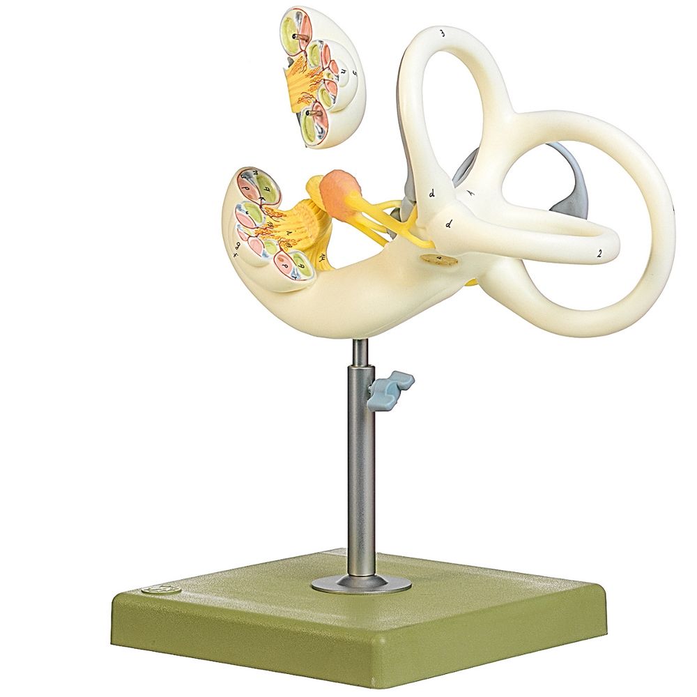 Somso Human Inner Ear Model, 18x | Carolina Biological Supply