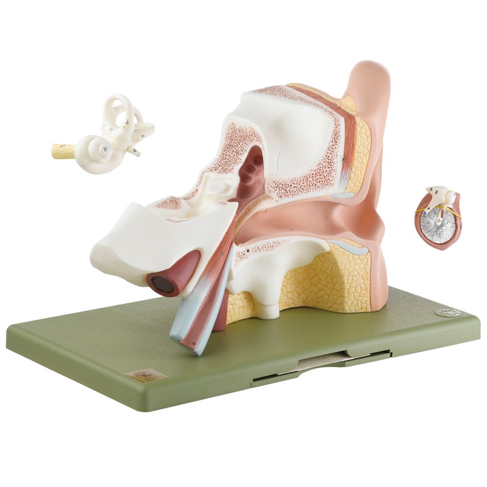 Somso Human Ear Model | Carolina Biological Supply