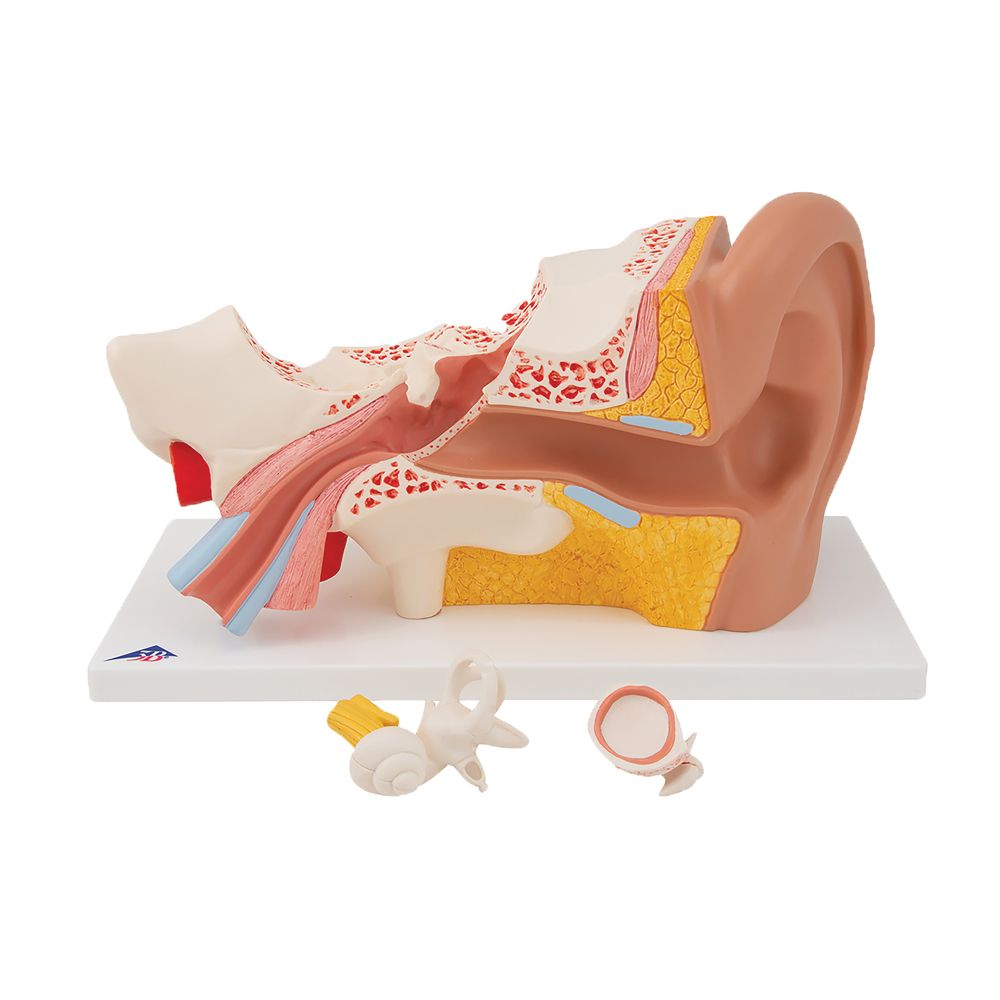 3B® Human Ear Model, 4 Parts | Carolina Biological Supply