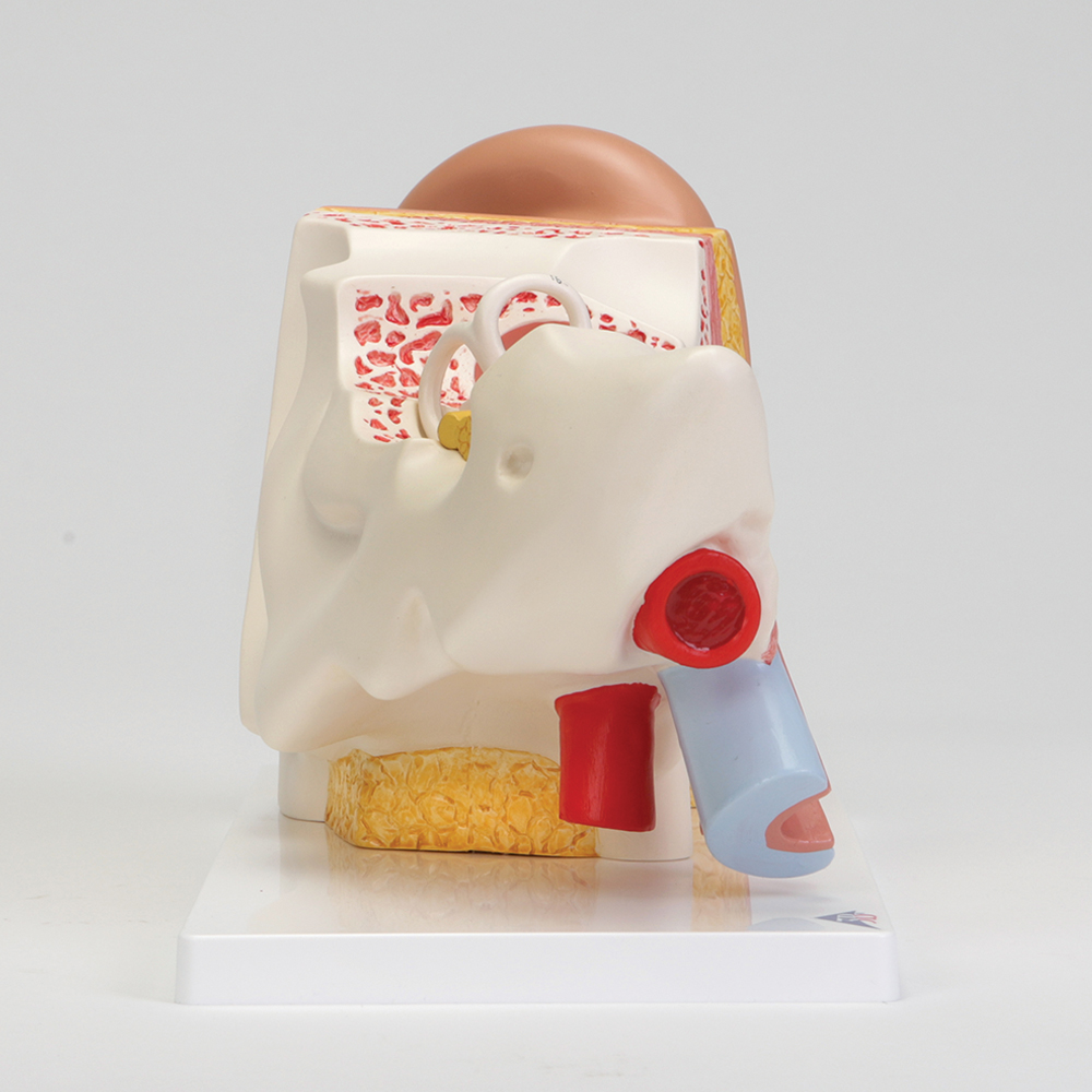 3B® Human Ear Model, 4 Parts | Carolina Biological Supply