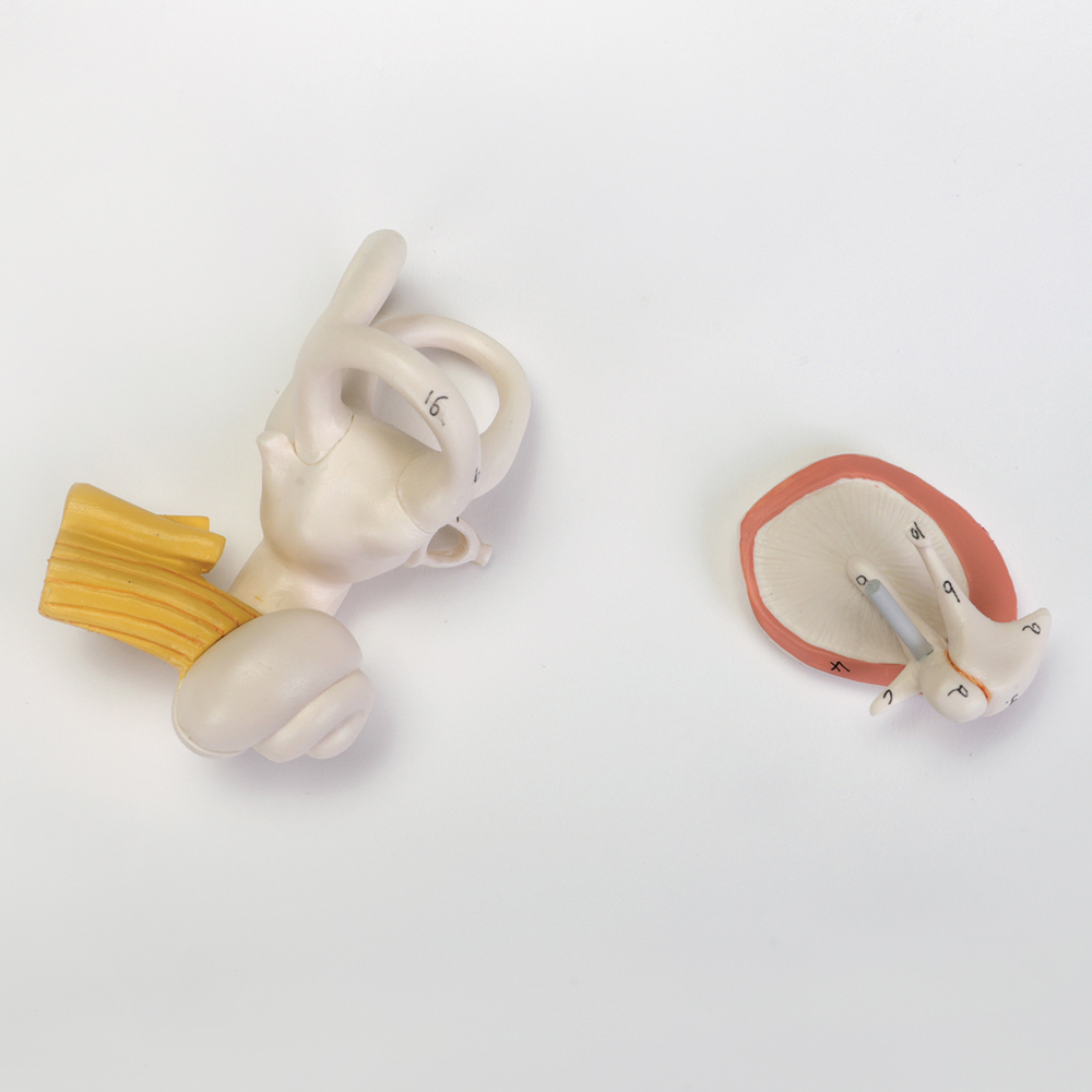 3B® Human Ear Model, 4 Parts | Carolina Biological Supply