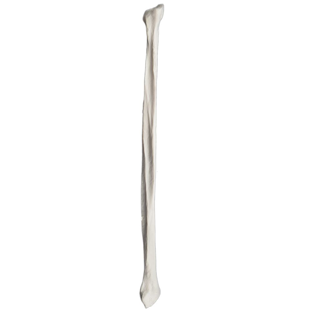 Human Bone Model, Right Fibula | Carolina Biological Supply