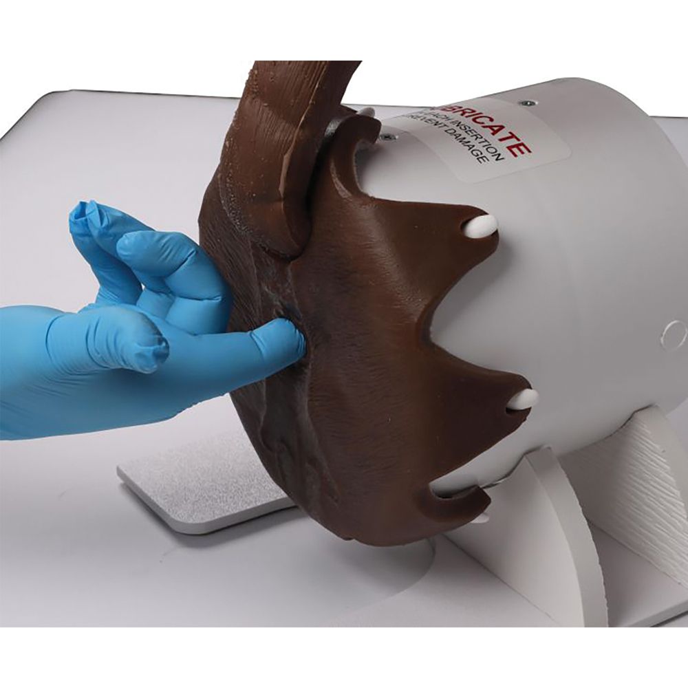 Canine Rectal Exam Task Trainer | Carolina Biological Supply