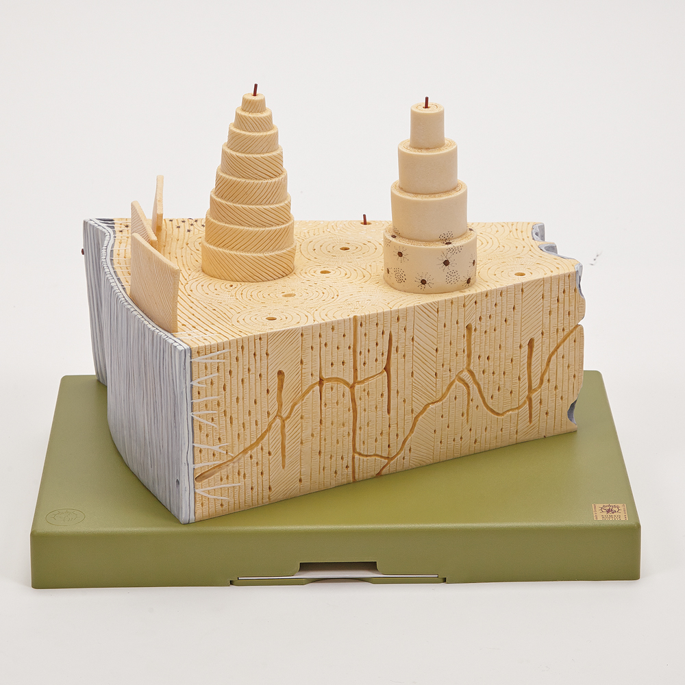 Somso Human Bone Model | Carolina Biological Supply