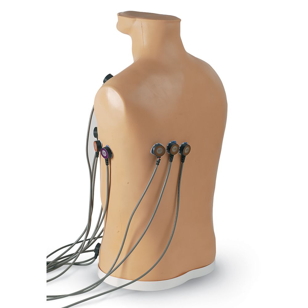 Life/form® 15-Lead ECG Placement Trainer | Carolina Biological Supply