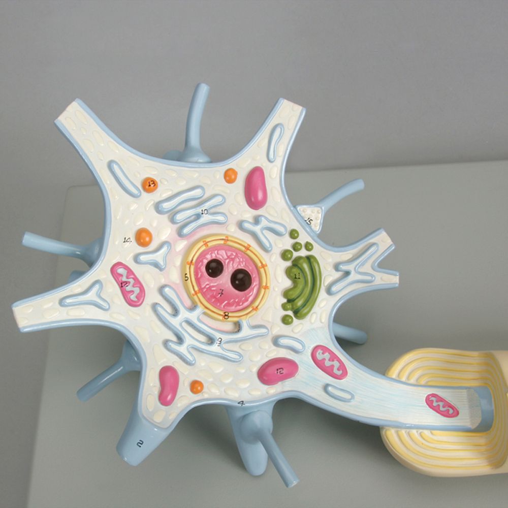 Neuron Model