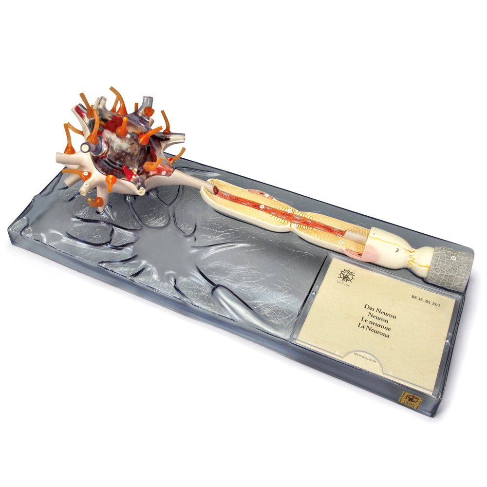 Somso Dissectible Human Neuron | Carolina Biological Supply