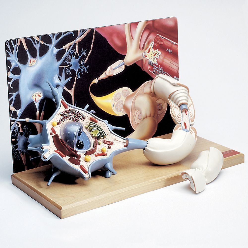 Motor Neuron Model