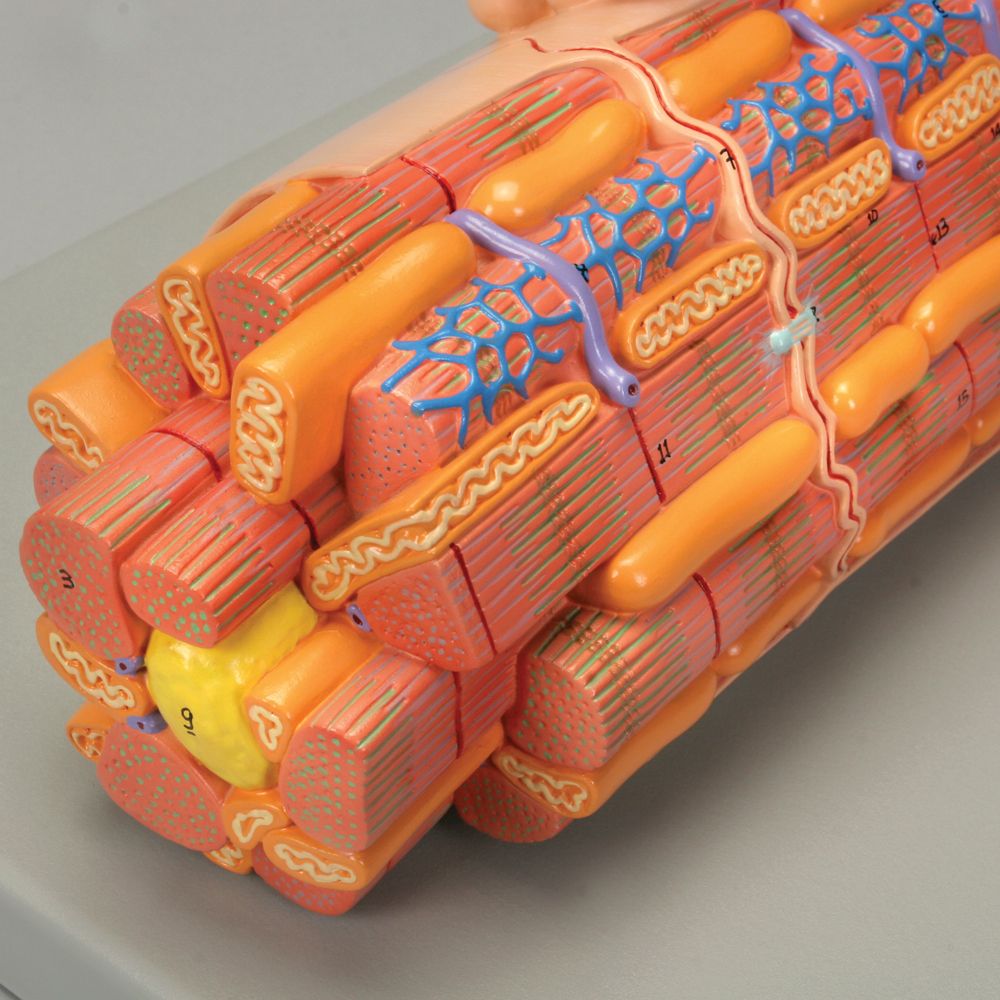 Altay Microstructure of Cardiac Muscle Model | Carolina Biological Supply