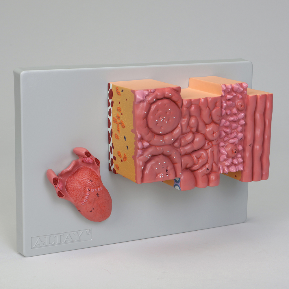 Altay Microstructure of the Human Tongue Model | Carolina Biological Supply