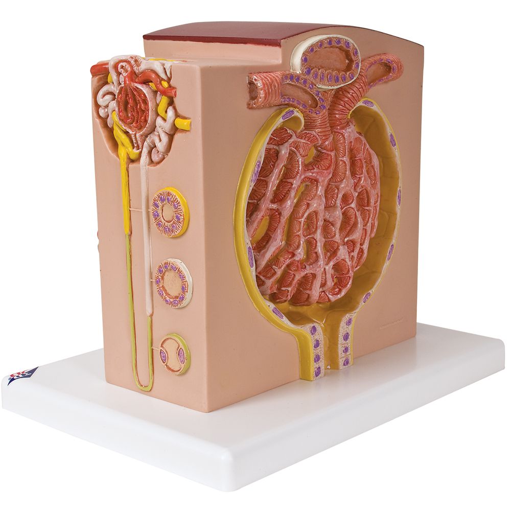3B Kidney Microanatomy Model | Carolina.com