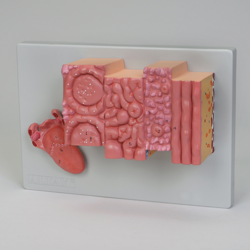 Altay® Microstructure of Artery and Vein Model | Carolina Biological Supply