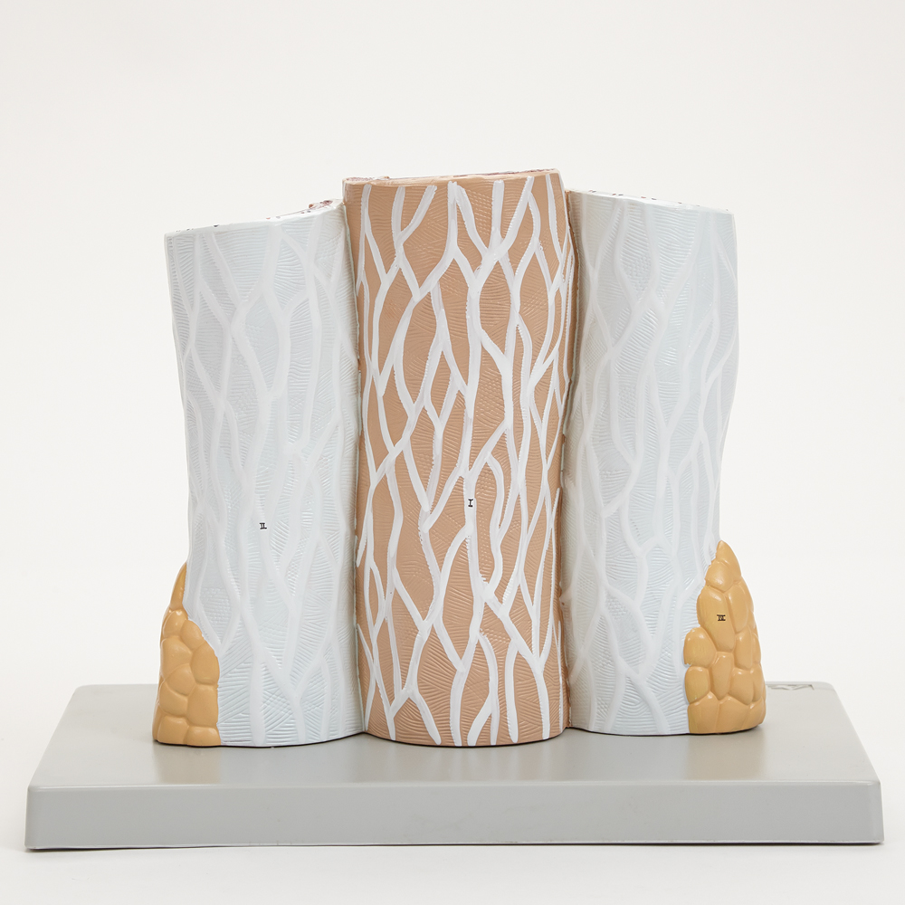 Altay® Microstructure of Artery and Vein Model | Carolina Biological Supply