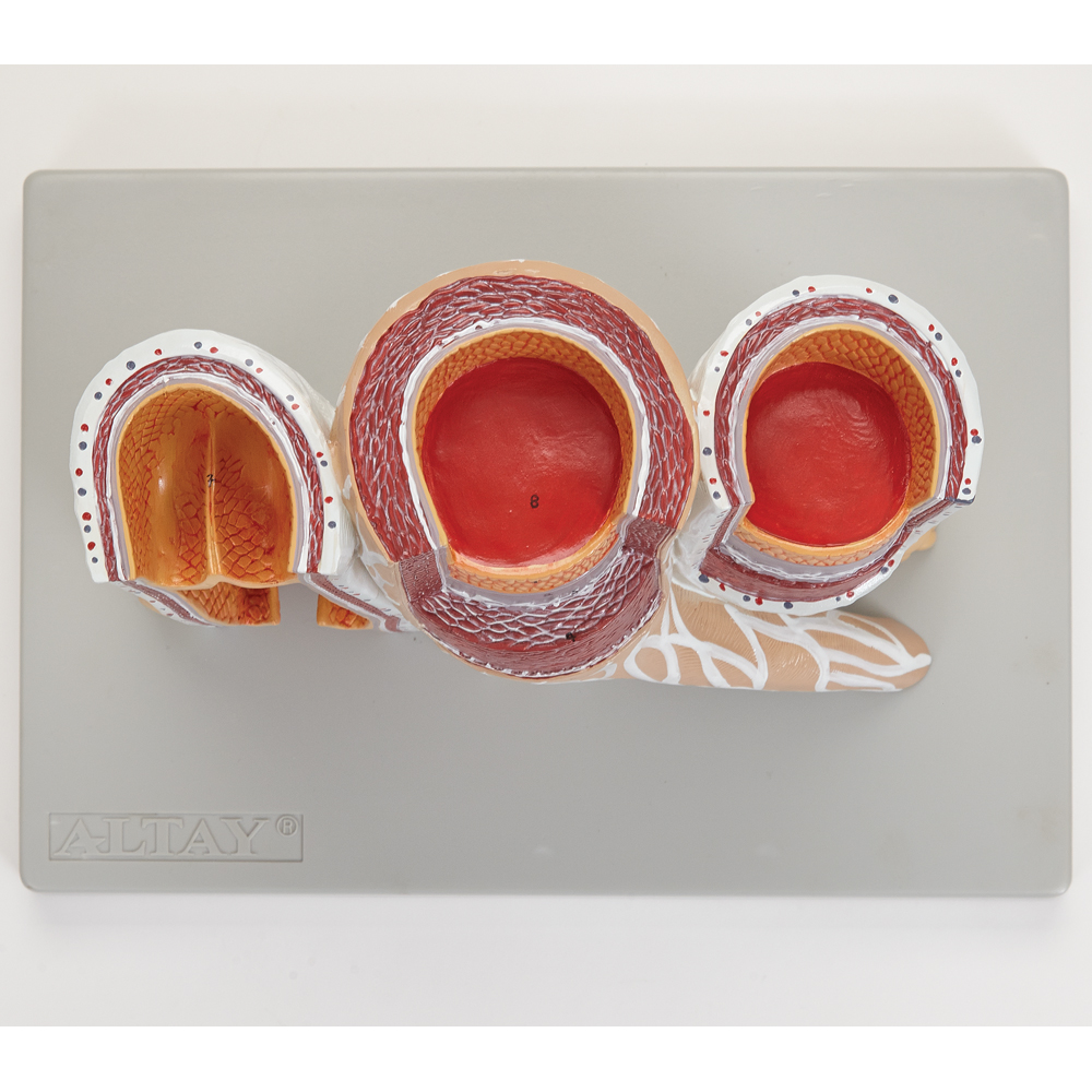 Altay® Microstructure of Artery and Vein Model | Carolina Biological Supply