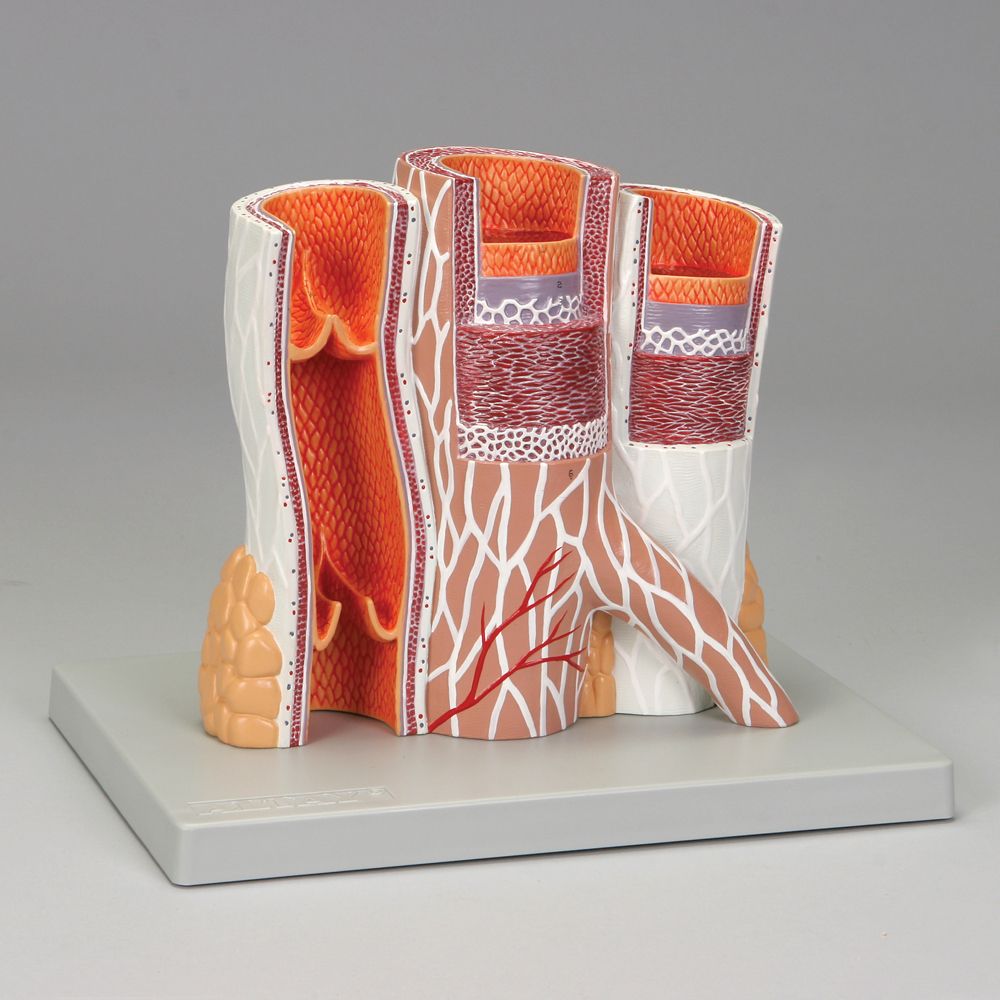 Altay Microstructure of Artery and Vein Model | Carolina.com