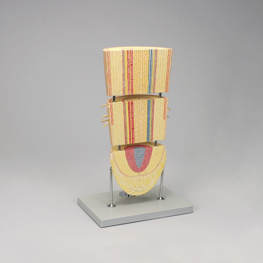 Altay Monocot Root Model | Carolina Biological Supply