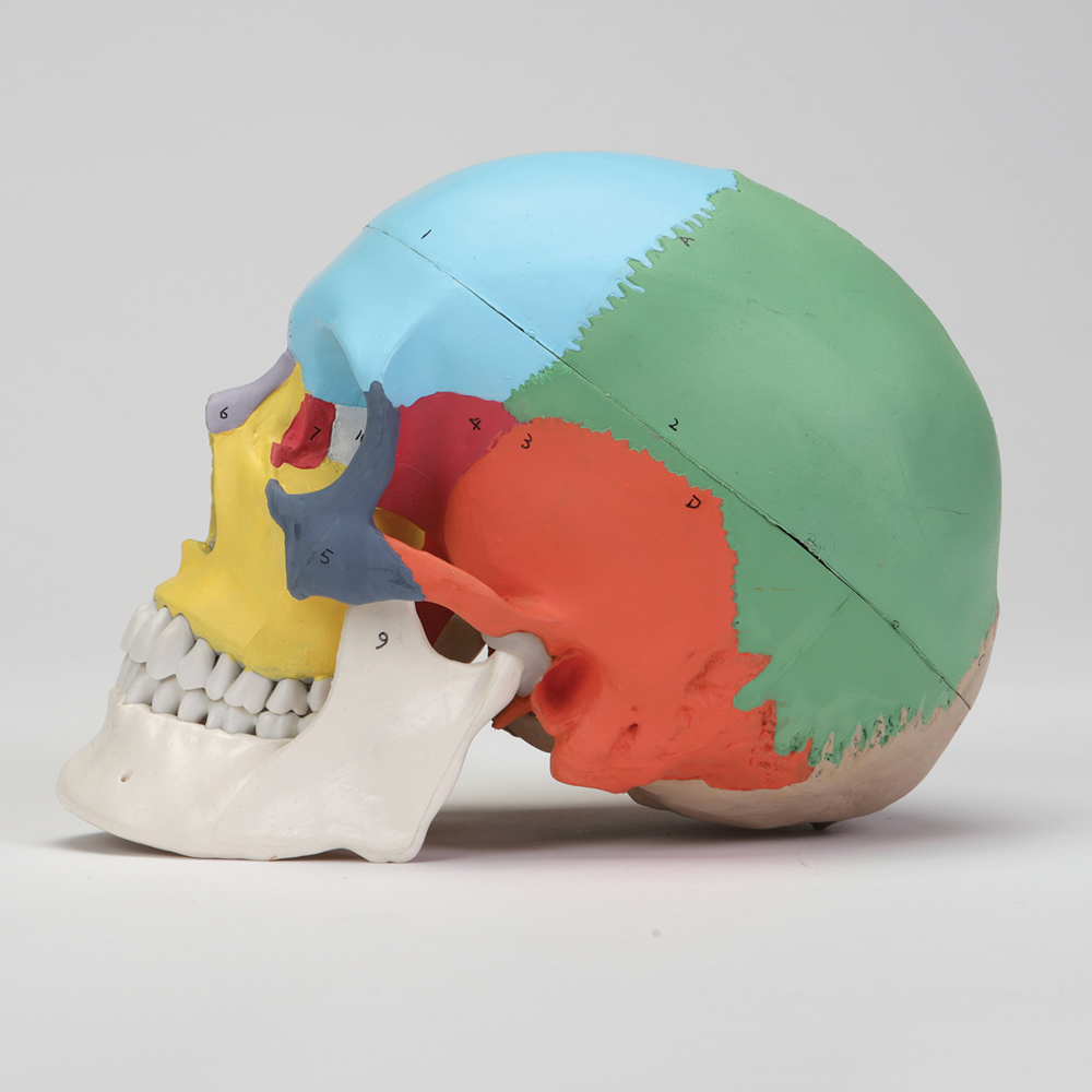 Carolina® Human Skull, Color Coded, Plastic | Carolina Biological Supply